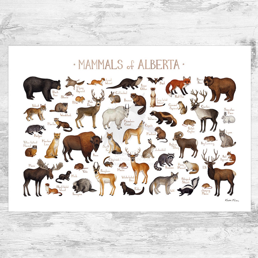 Alberta Mammals Field Guide Art Print / Animals of Canada / Canadian ...