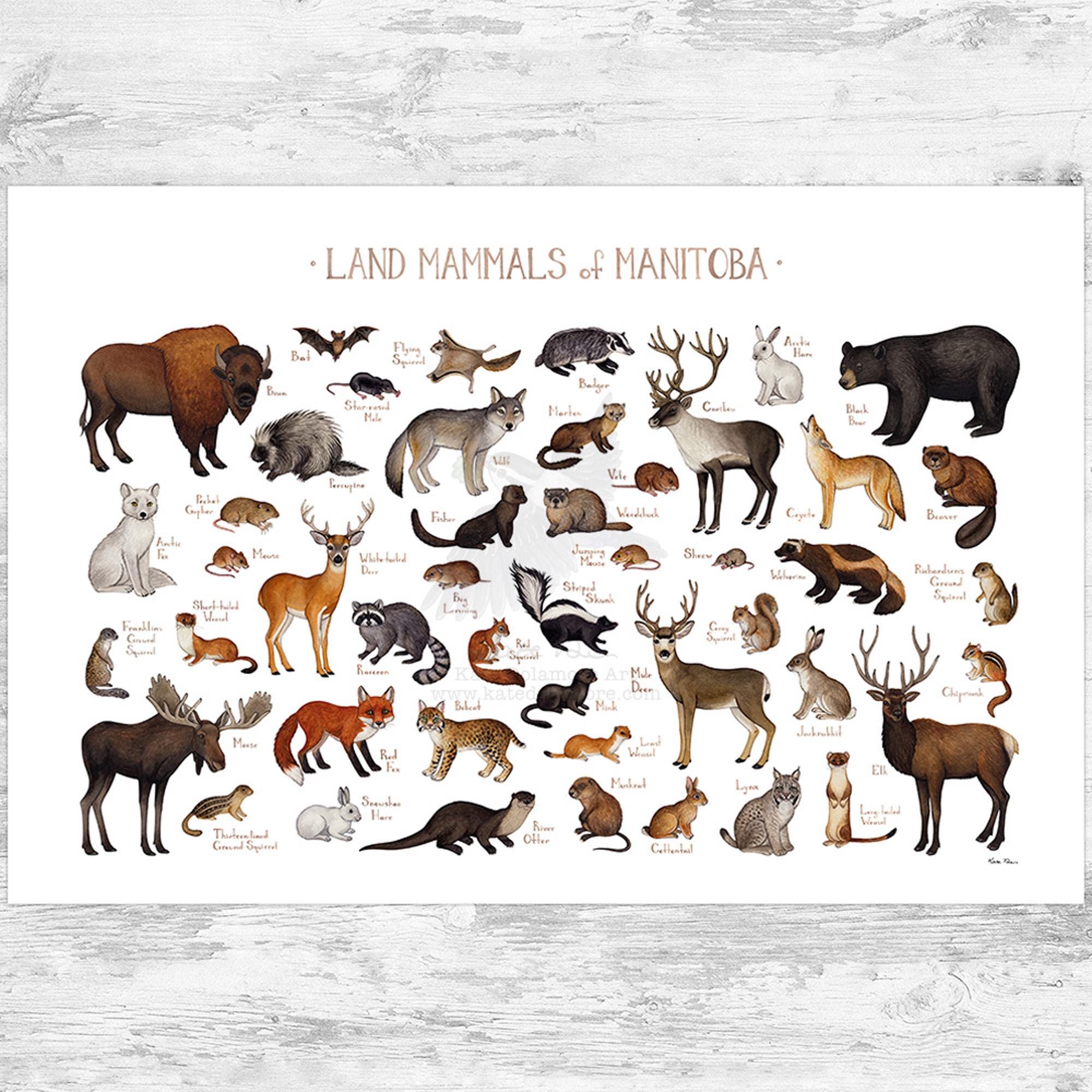 Manitoba Mammals Field Guide Art Print / Animals of Canada / Canadian ...