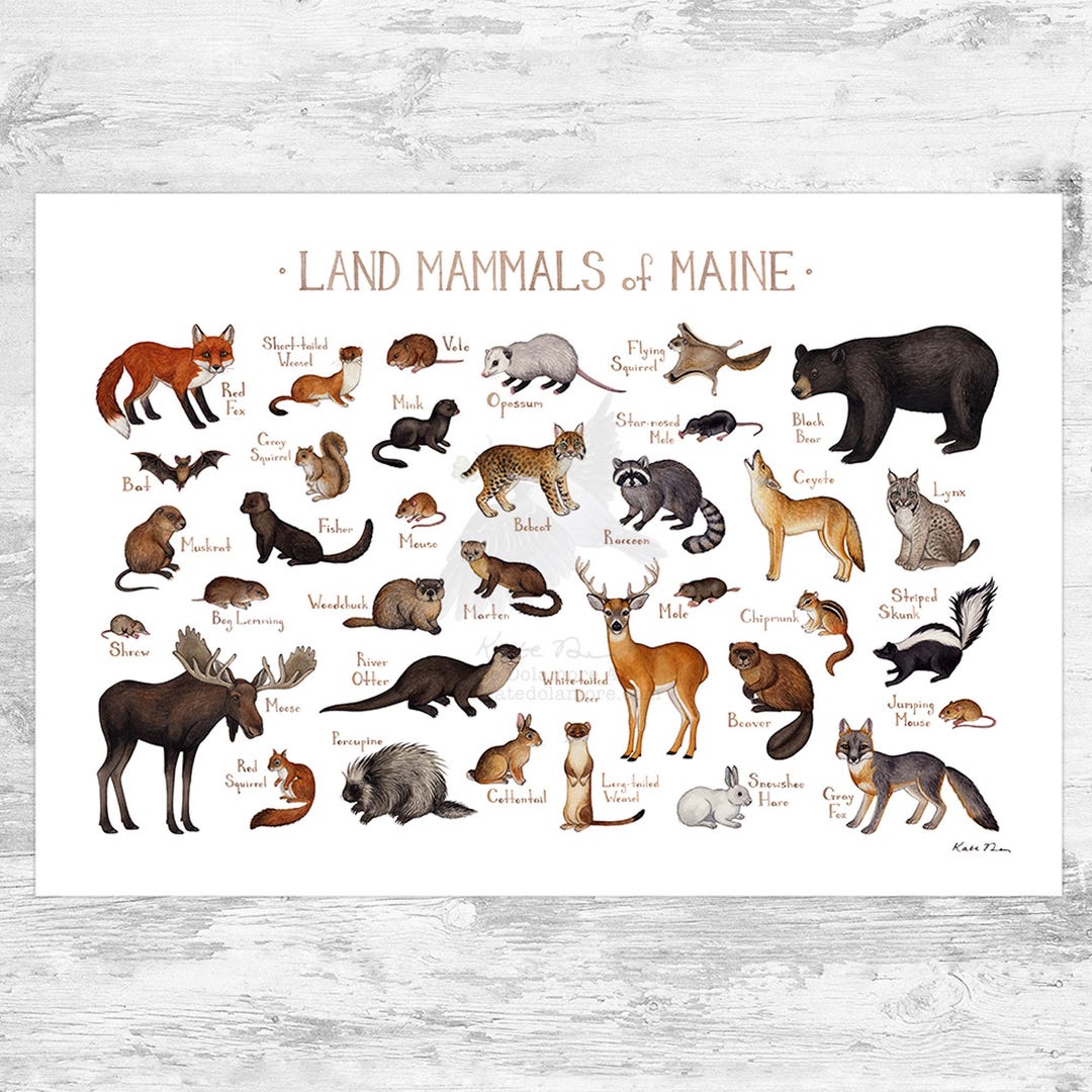 Maine Land Mammals Field Guide Art Print / Animals of Maine ...