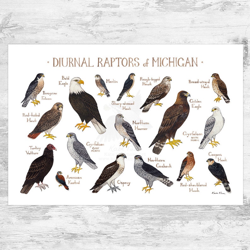 Michigan Diurnal Raptors Field Guide Art Print / Hawks - Etsy