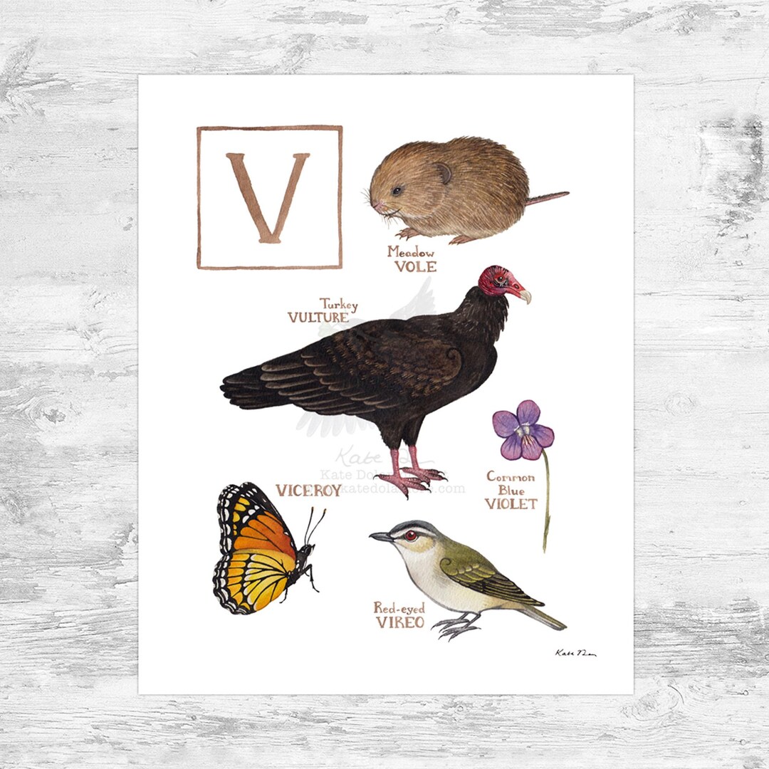 Letter "v" Nature Alphabet Art Print / 8x10 Monogram Initial Wall Art ...