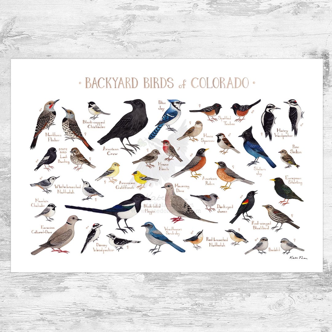 Colorado Backyard Birds Field Guide Art Print / Watercolor Painting ...