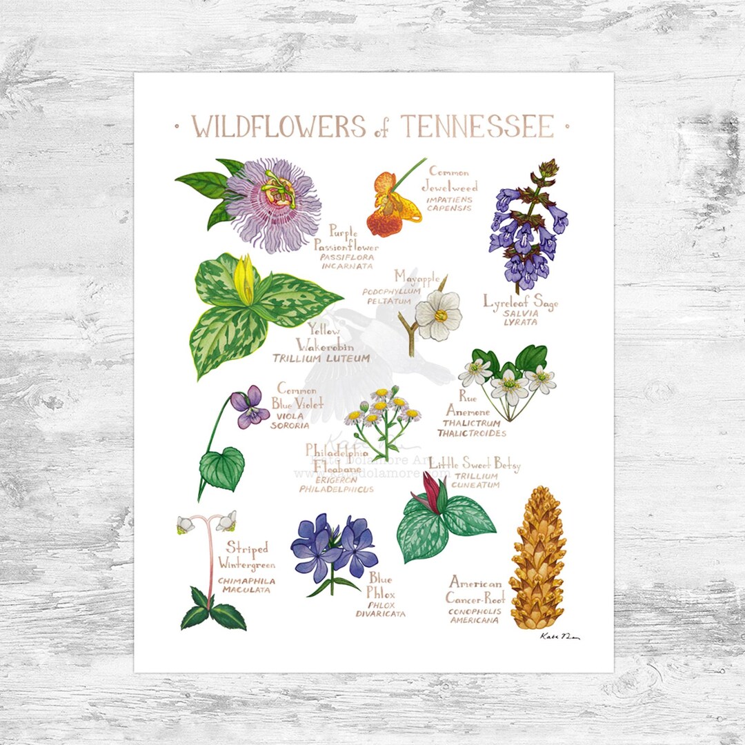 Tennessee Wildflowers Field Guide Art Print Mini 8x10 - Etsy