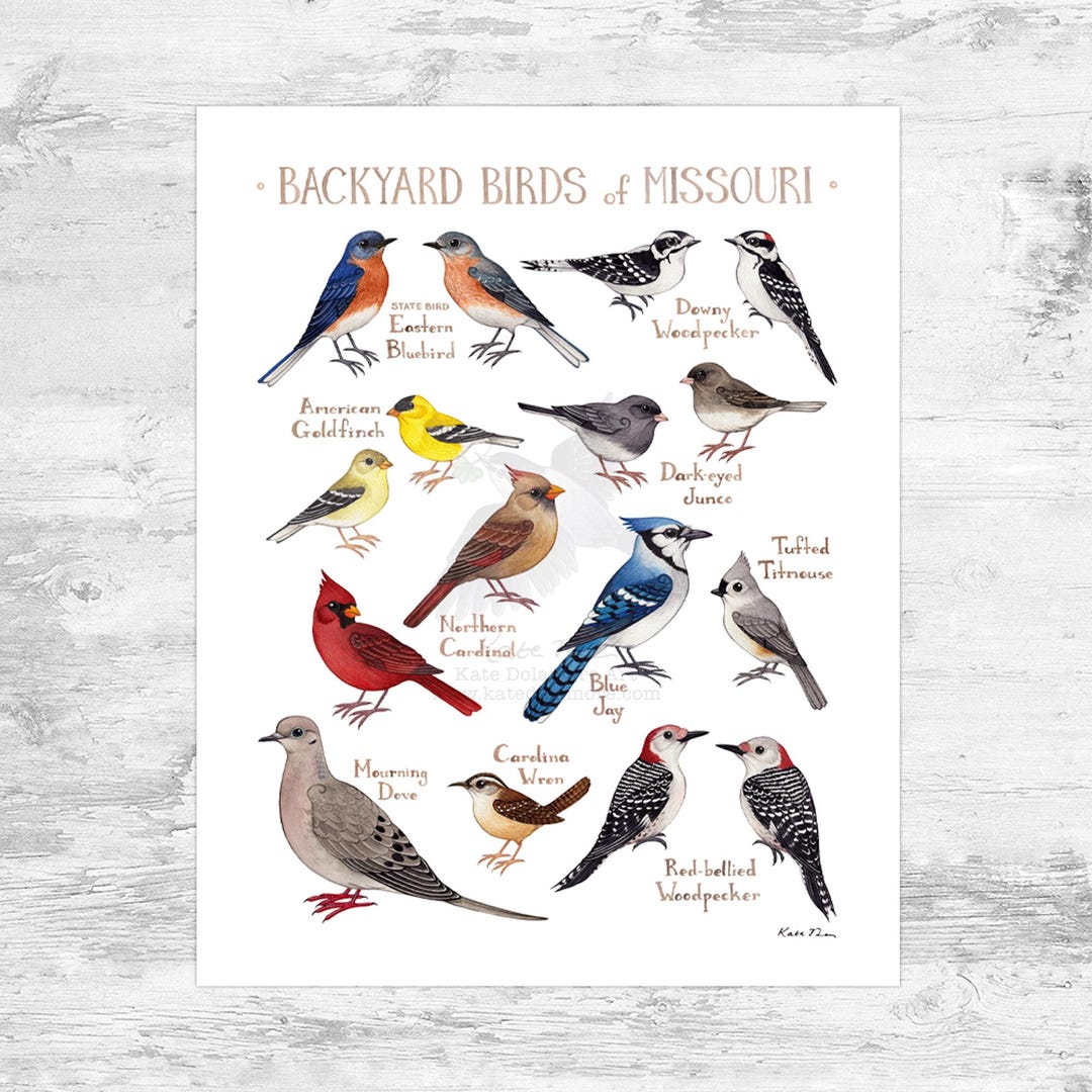 Missouri Backyard Birds Field Guide Art Print Mini 8x10 - Etsy