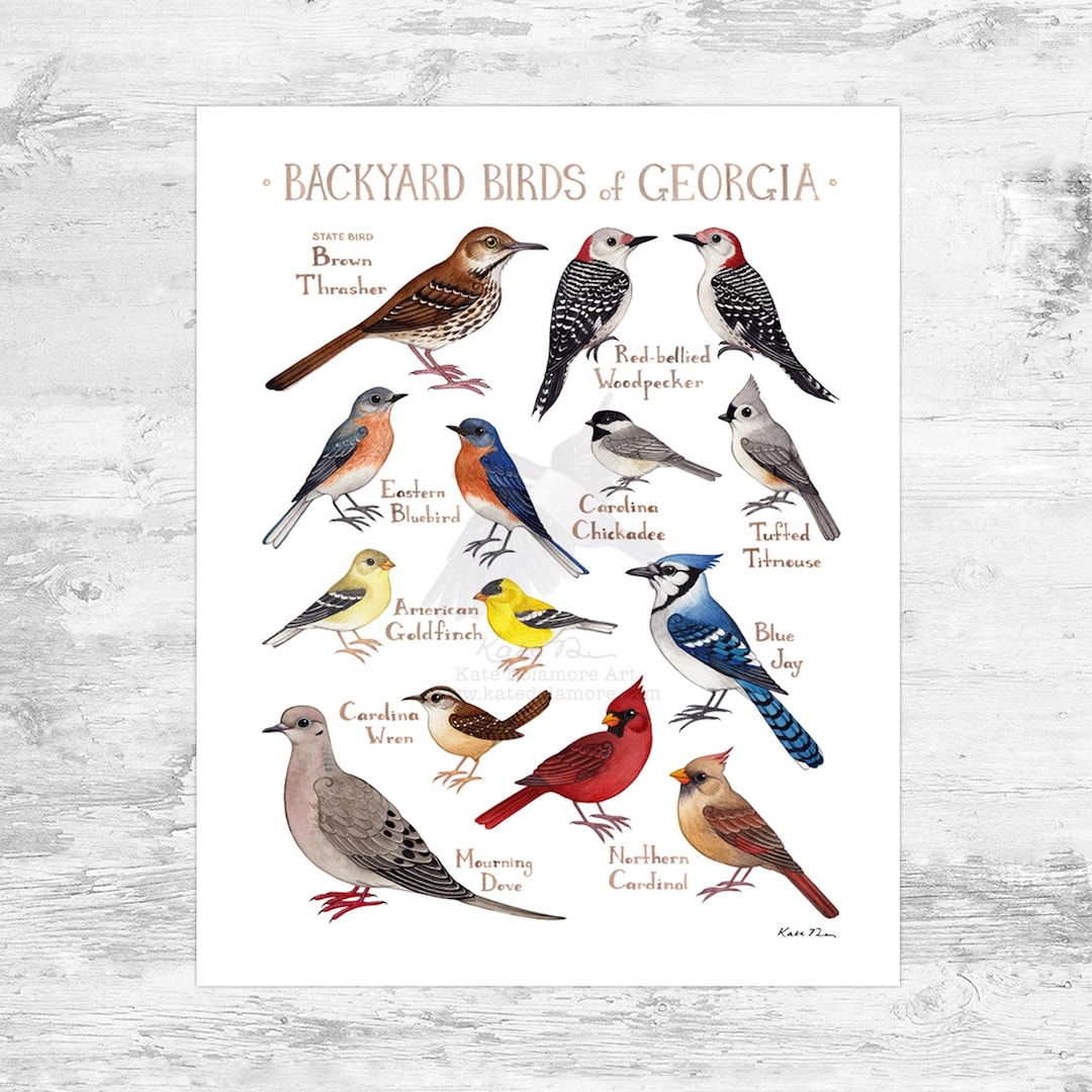 Georgia Backyard Birds Field Guide Art Print Mini 8x10 - Etsy