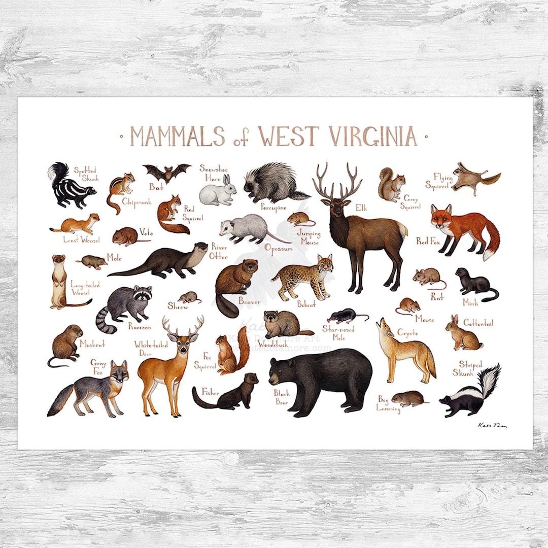 West Virginia Mammals Field Guide Art Print / Animals of West Virginia ...