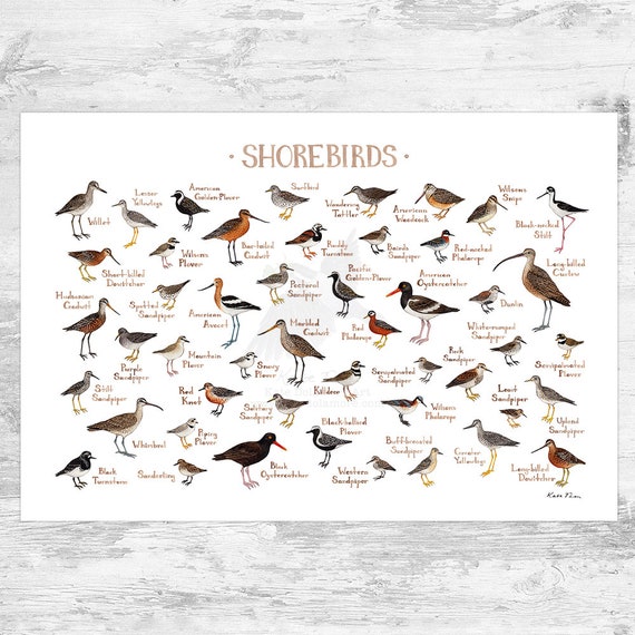 Types Of Shorebirds