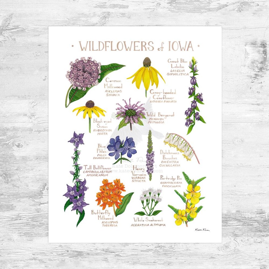 Iowa Wildflowers Field Guide Art Print Mini 8x10 - Etsy