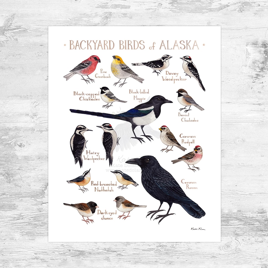 Alaska Backyard Birds Field Guide Art Print Mini 8x10 - Etsy