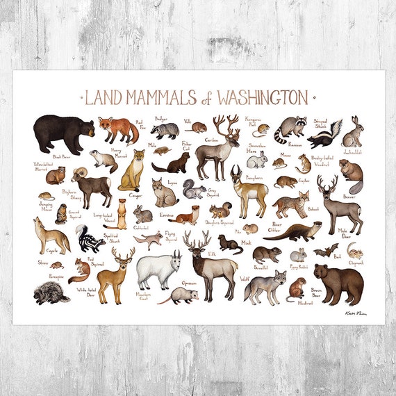 Washington Land Mammals Field Guide Art Print / Animals of | Etsy