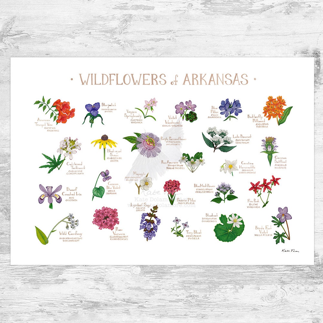 Arkansas Wildflowers Field Guide Art Print / Common Flowers of Arkansas ...