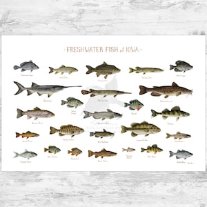 Iowa Freshwater Fish Field Guide Art Print / Fish Nature Study Poster ...