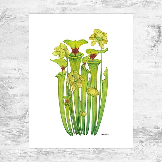 Drawings Of A Bog Plants