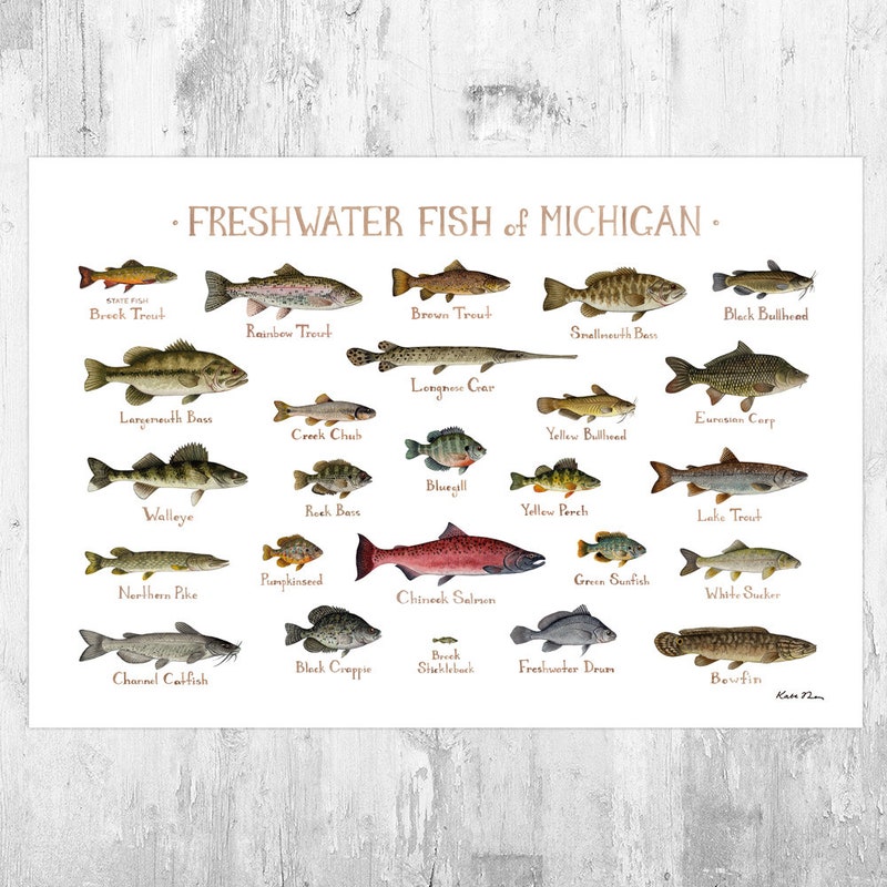 Vintage Fish Poster - Etsy