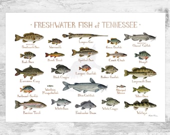 Texas Freshwater Fish Field Guide Art Print / Fish Nature Study Poster ...