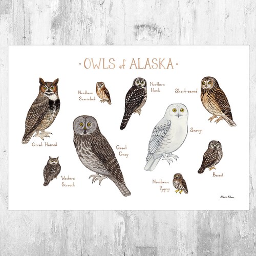 Alaska Owls Field Guide Art Print / Watercolor Painting / Wall | Etsy