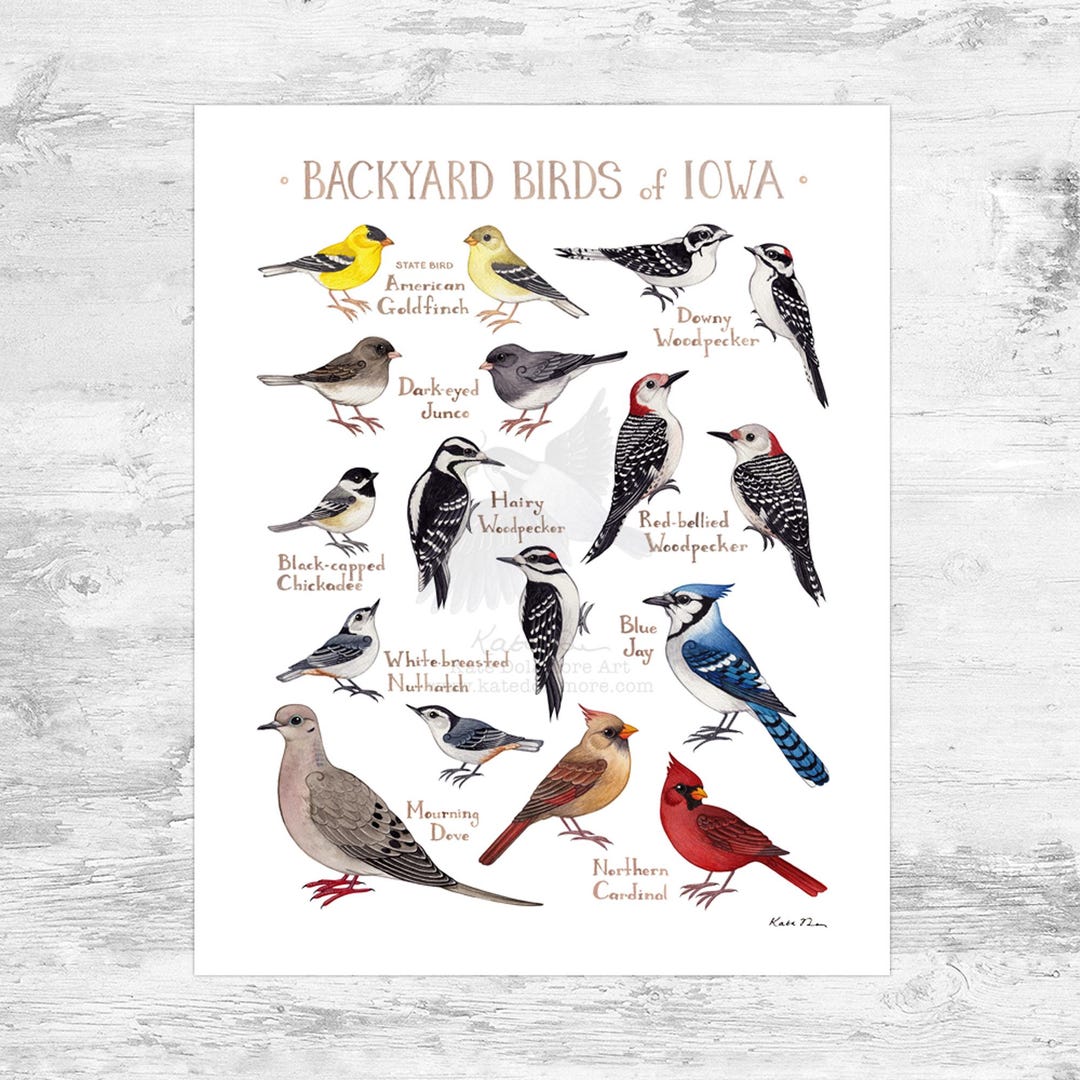 Iowa Backyard Birds Field Guide Art Print Mini 8x10 - Etsy