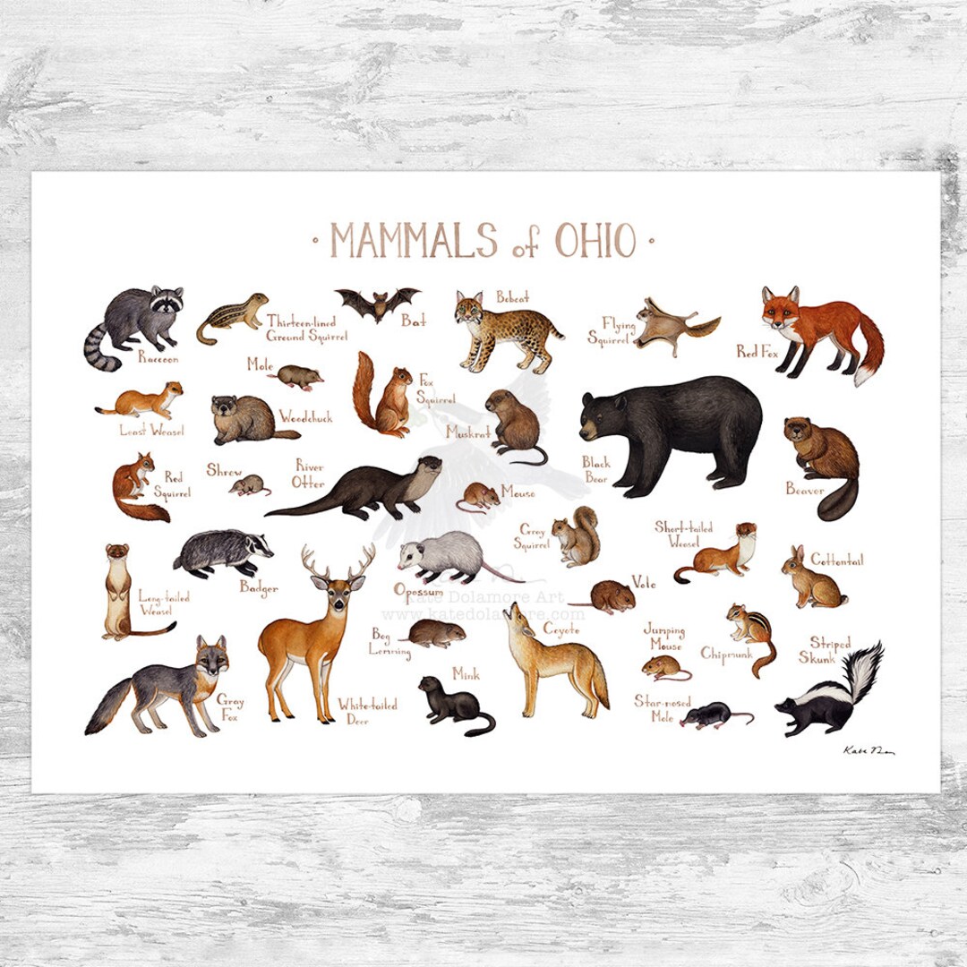 Ohio Mammals Field Guide Art Print / Animals of Ohio / Watercolor ...