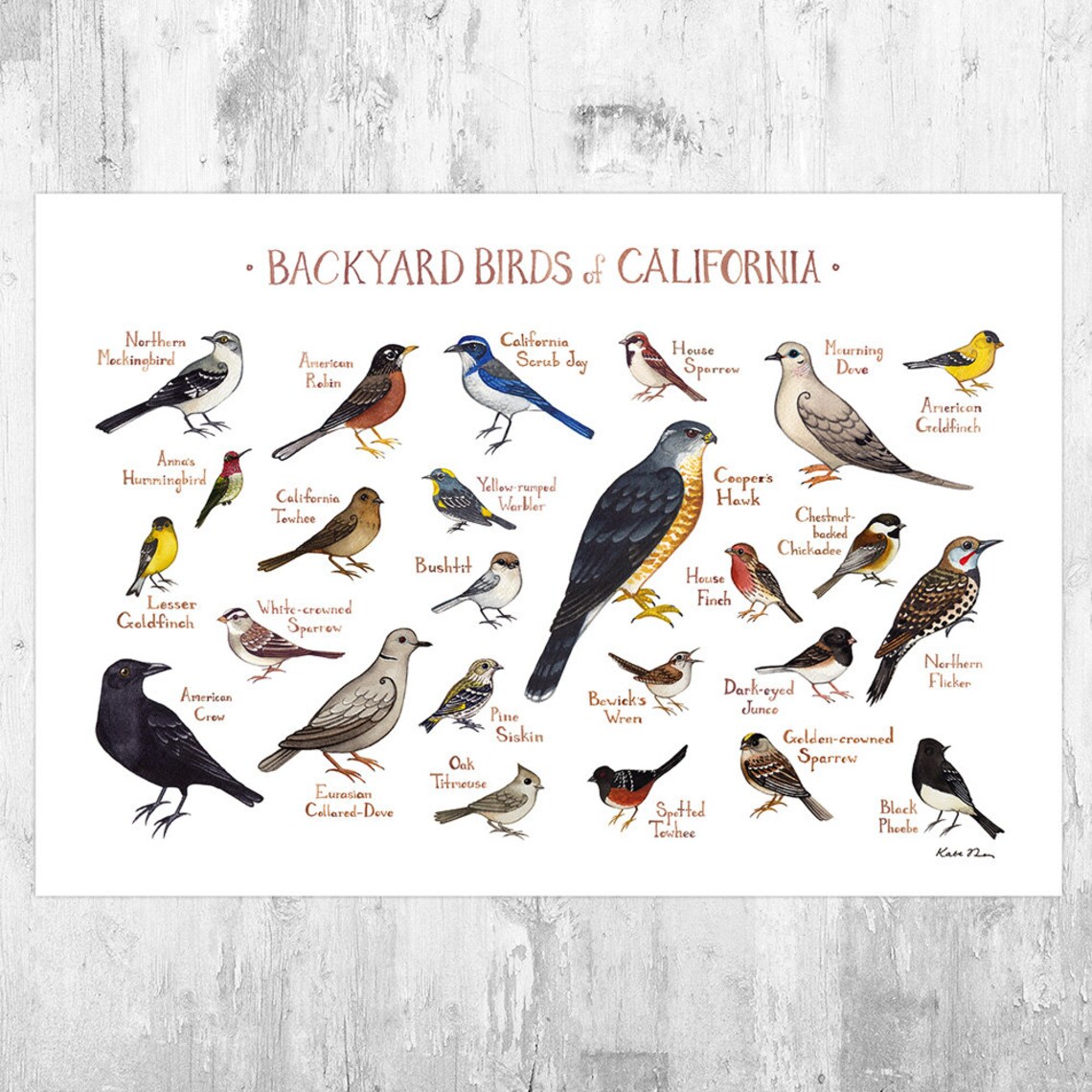 California Backyard Birds Field Guide Art Print / Watercolor | Etsy