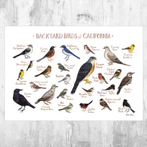 California Backyard Birds Field Guide Art Print / Watercolor | Etsy