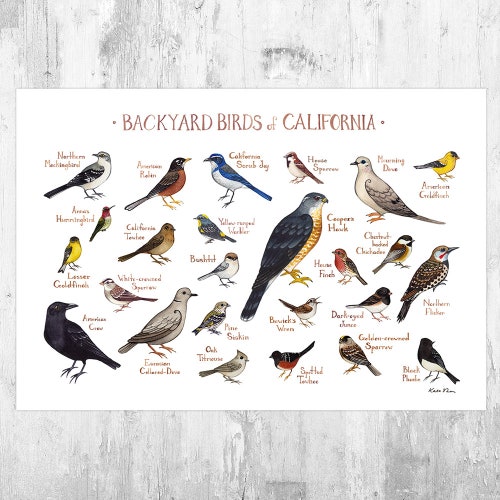 North Carolina Backyard Birds Field Guide Art Print / - Etsy