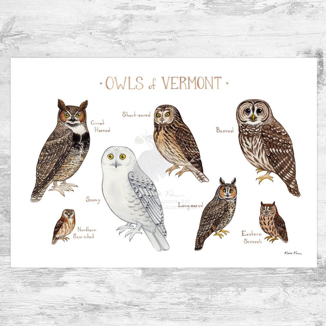 Vermont Owls Field Guide Art Print / Watercolor Birds of Prey Poster - Etsy
