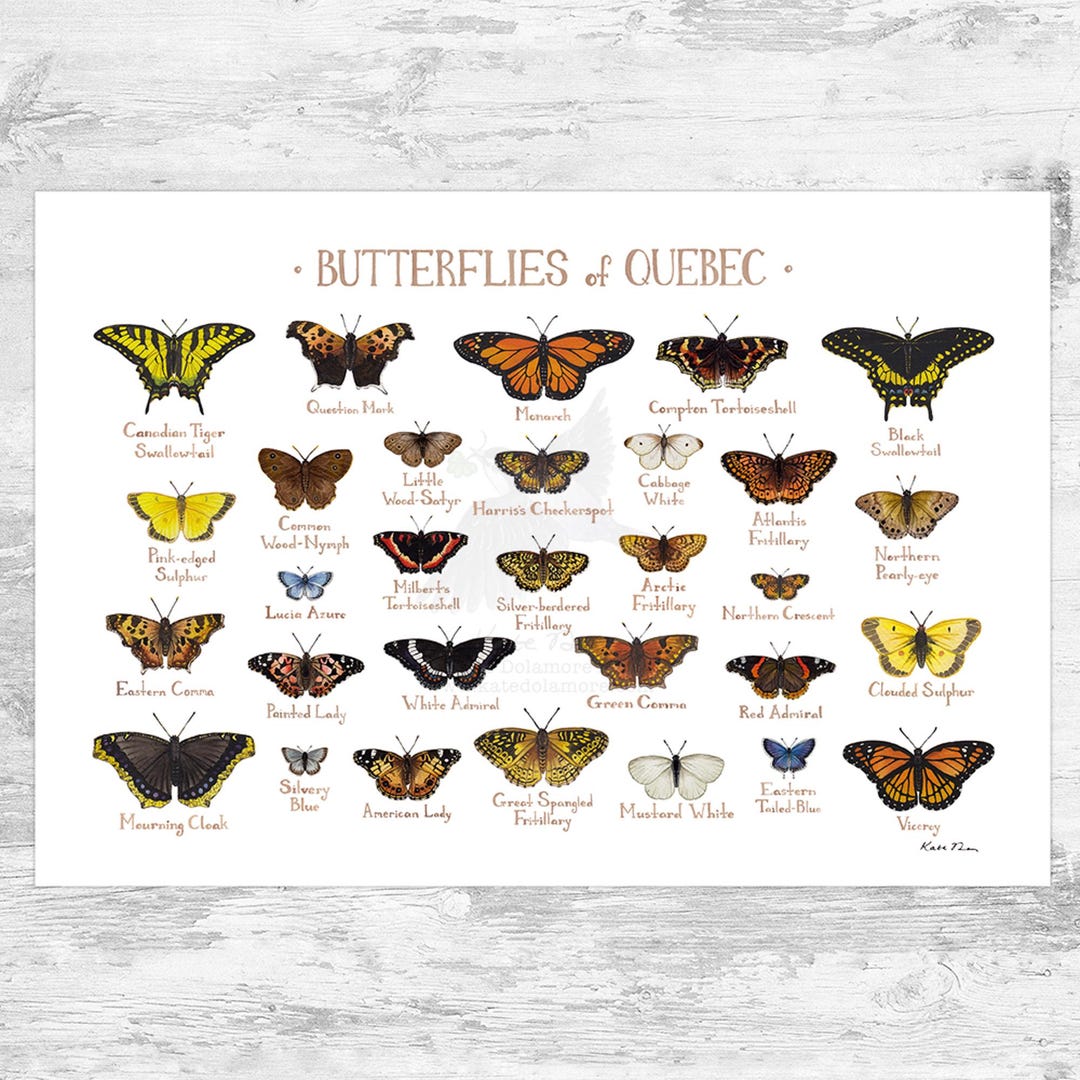 Quebec Butterflies Field Guide Art Print / Butterfly Poster / Canada ...