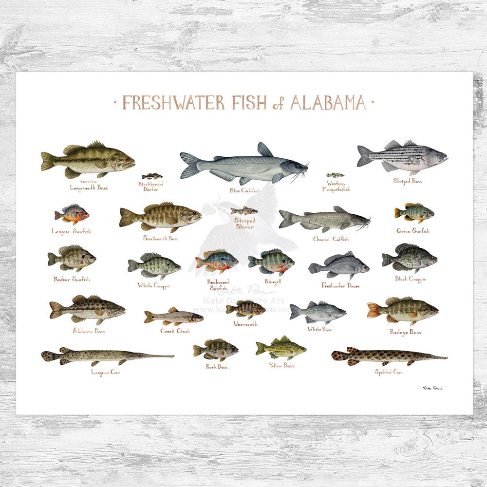 Alabama Freshwater Fish Field Guide Art Print / Fish Nature Study ...
