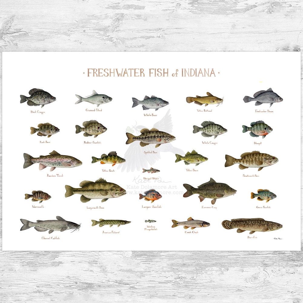 Freshwater Fish Species Chart