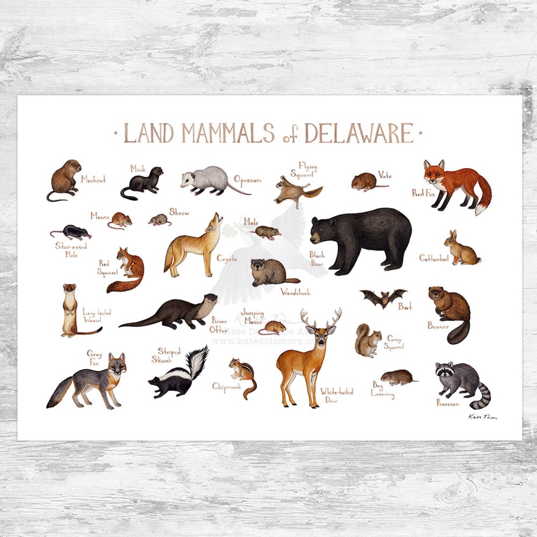 Delaware Land Mammals Field Guide Art Print / Animals of Delaware ...