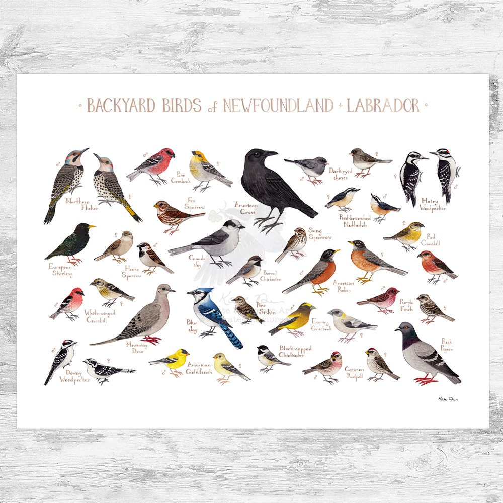 Newfoundland & Labrador Backyard Birds Field Guide Art Print / - Etsy ...