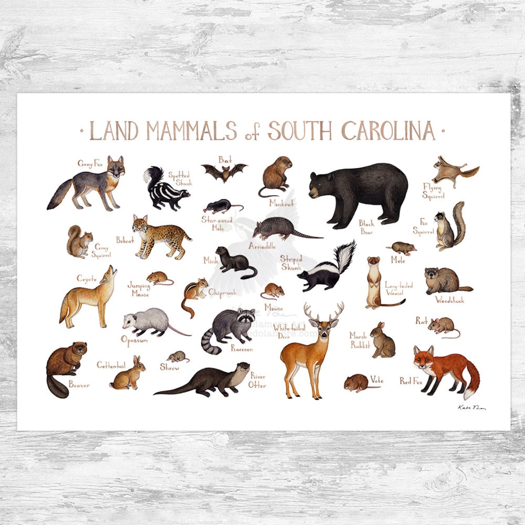 South Carolina Land Mammals Field Guide Art Print / Animals of South ...