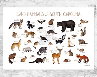 Virginia Land Mammals Field Guide Art Print / Animals of Virginia ...