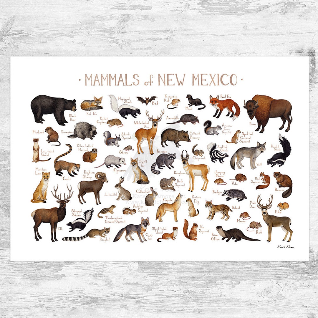 New Mexico Mammals Field Guide Art Print / Animals of New Mexico ...