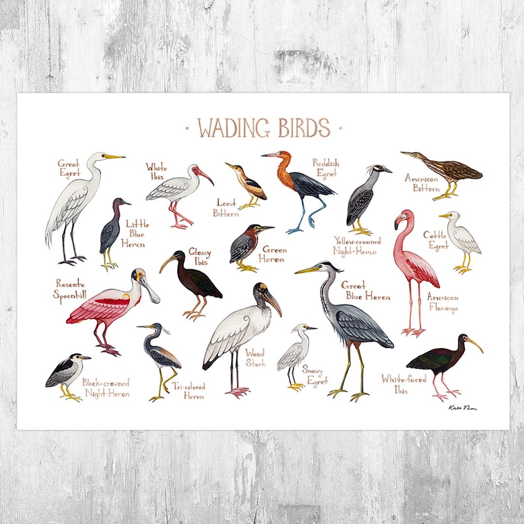 Wading Birds of North America Field Guide Art Print / Watercolor Water ...