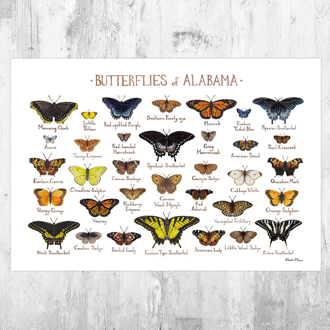 Alabama Butterflies Field Guide Art Print / Butterfly Poster / - Etsy