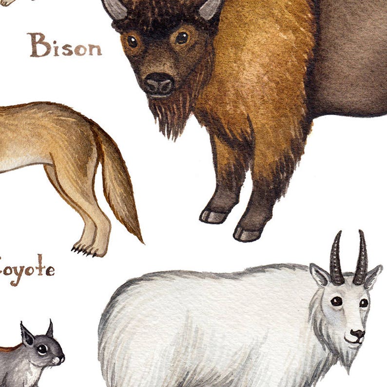 Colorado Mammals Field Guide Art Print / Animals of Colorado | Etsy