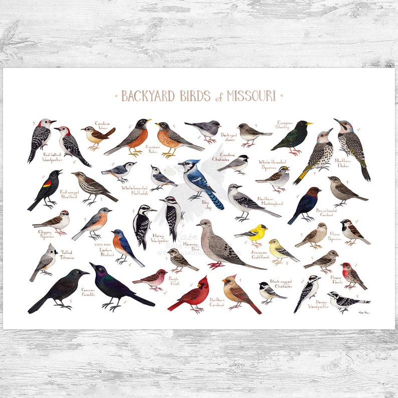 Missouri Backyard Birds Field Guide Art Print / Watercolor - Etsy