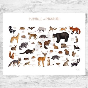 Missouri Mammals Field Guide Art Print / Animals of Missouri ...