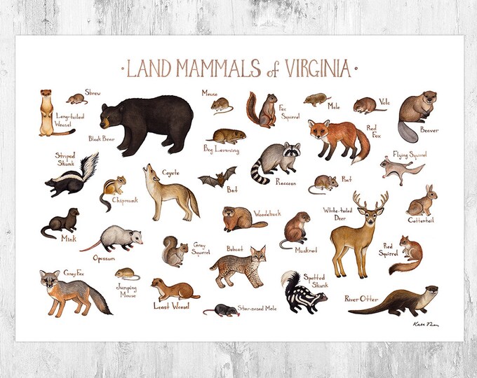 Virginia Land Mammals Field Guide Art Print / Animals of - Etsy