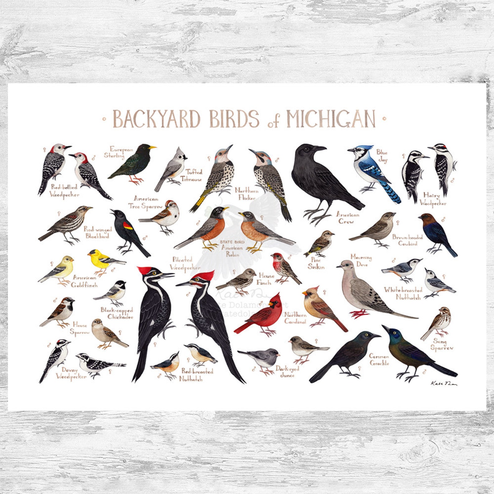 Michigan Backyard Birds Field Guide Art Print / Watercolor - Etsy