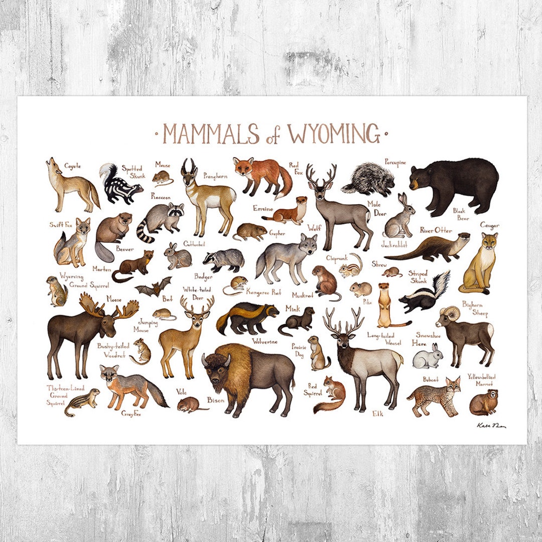 Wyoming Mammals Field Guide Art Print / Animals of Wyoming / Watercolor ...