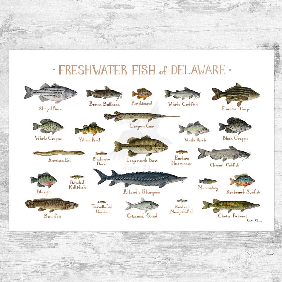 Delaware Freshwater Fish Field Guide Art Print / Fish Nature Study ...