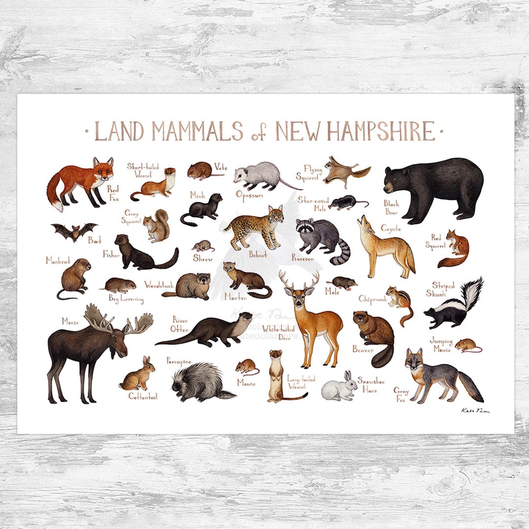 New Hampshire Land Mammals Field Guide Art Print / Animals of New ...