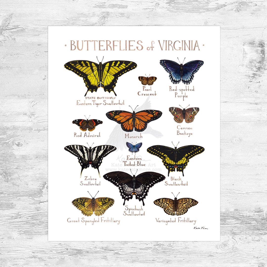 Virginia Butterflies Field Guide Art Print Mini 8x10 - Etsy