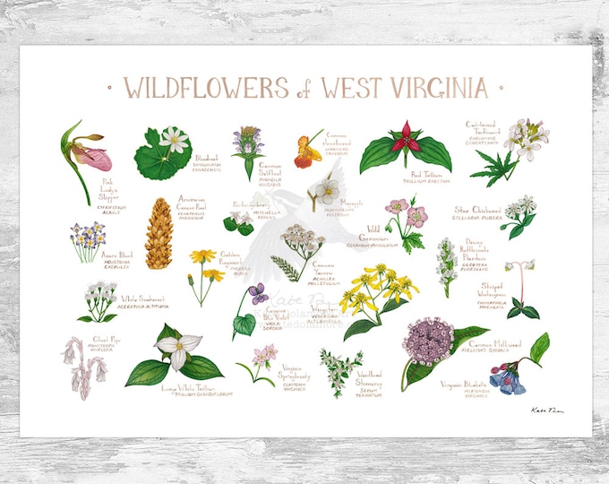 West Virginia Mammals Field Guide Art Print / Animals of West Virginia ...