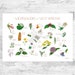 Florida Wildflowers Field Guide Art Print / Common Flowers of Florida ...