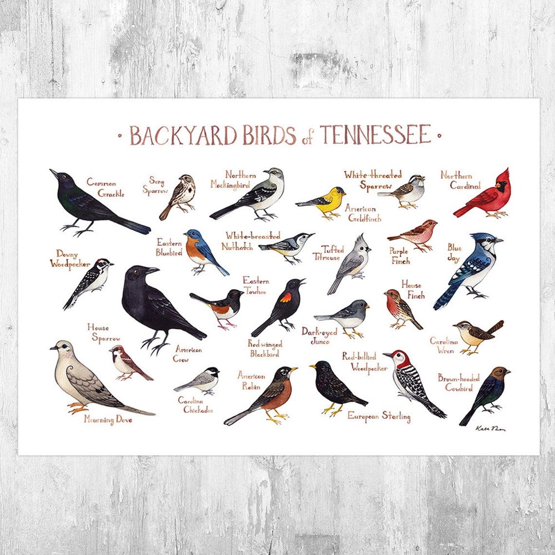 Tennessee Backyard Birds Field Guide Art Print / Watercolor - Etsy