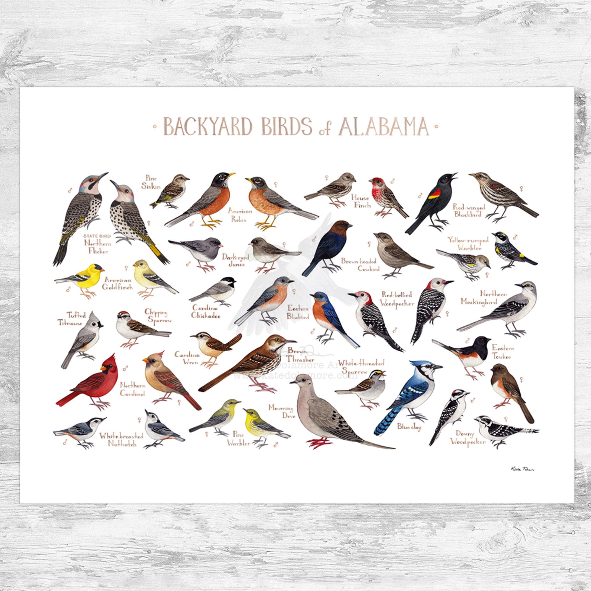 Alabama Backyard Birds Field Guide Art Print / Watercolor Painting ...