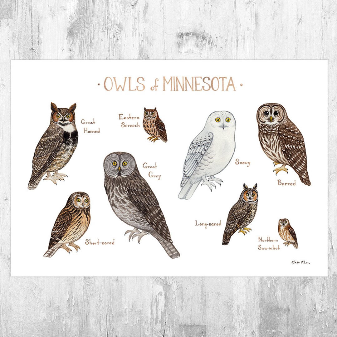 Minnesota Owls Field Guide Art Print / Watercolor Painting / Wall Art ...